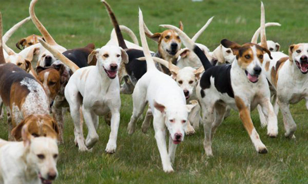Estrategias De Caca A Matilha De Lobos