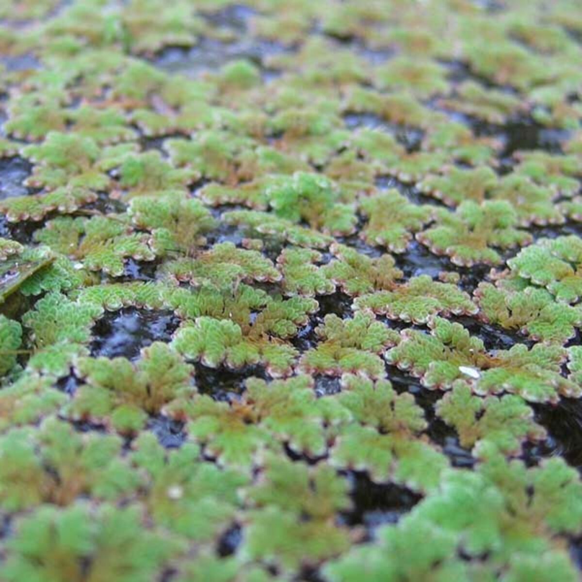 Município de Mértola informa sobre a Azola no Guadiana