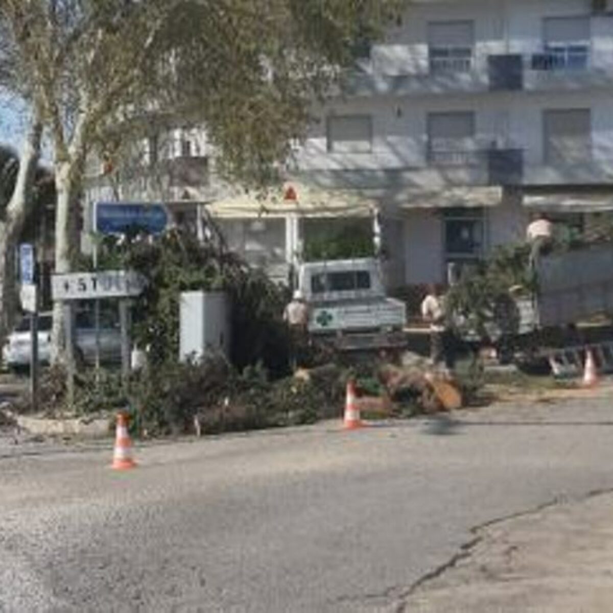 Moncarapacho: Abate de cipreste gera críticas à Câmara de Olhão