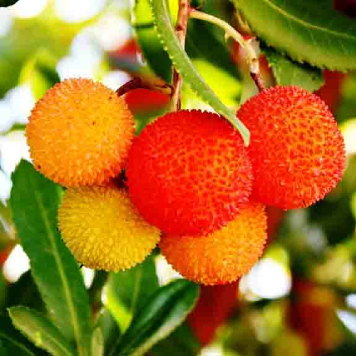 "Medronho todos os dias" um filme para ver em Odemira