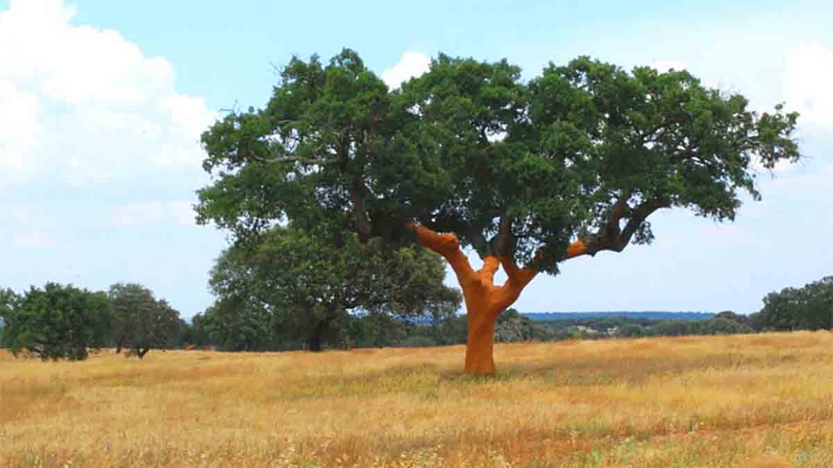 ICNF facilita pedidos de poda, corte ou arranque de Sobreiro e Azinheira