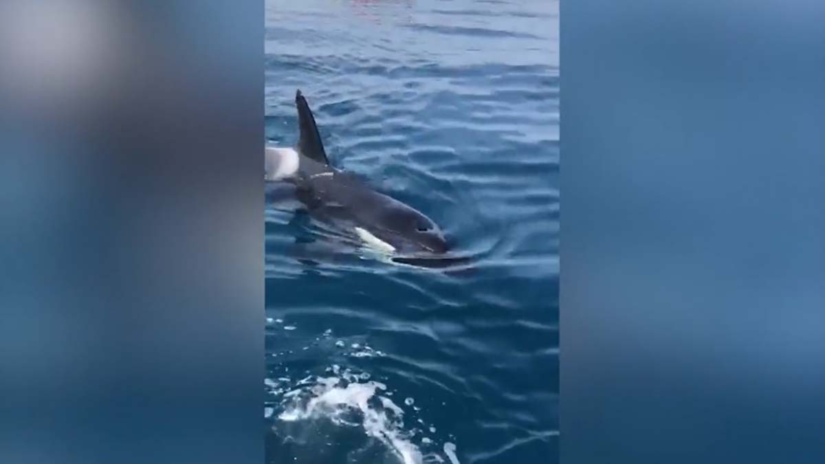 Orcas nadam no Algarve e há vídeos que o mostram - CNN