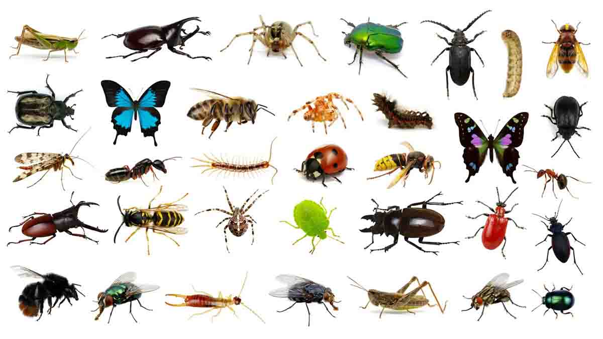 O mundo dos insectos em ‘Aula Livre’ em Querença
