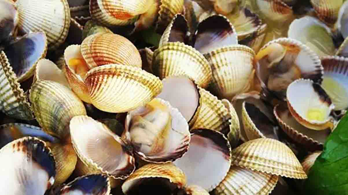 Festival do Berbigão no Polidesportivo da Figueira - Portimão